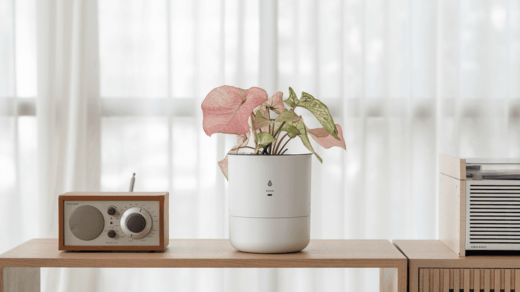 LeafyPod Starter Pack | LeafyPod